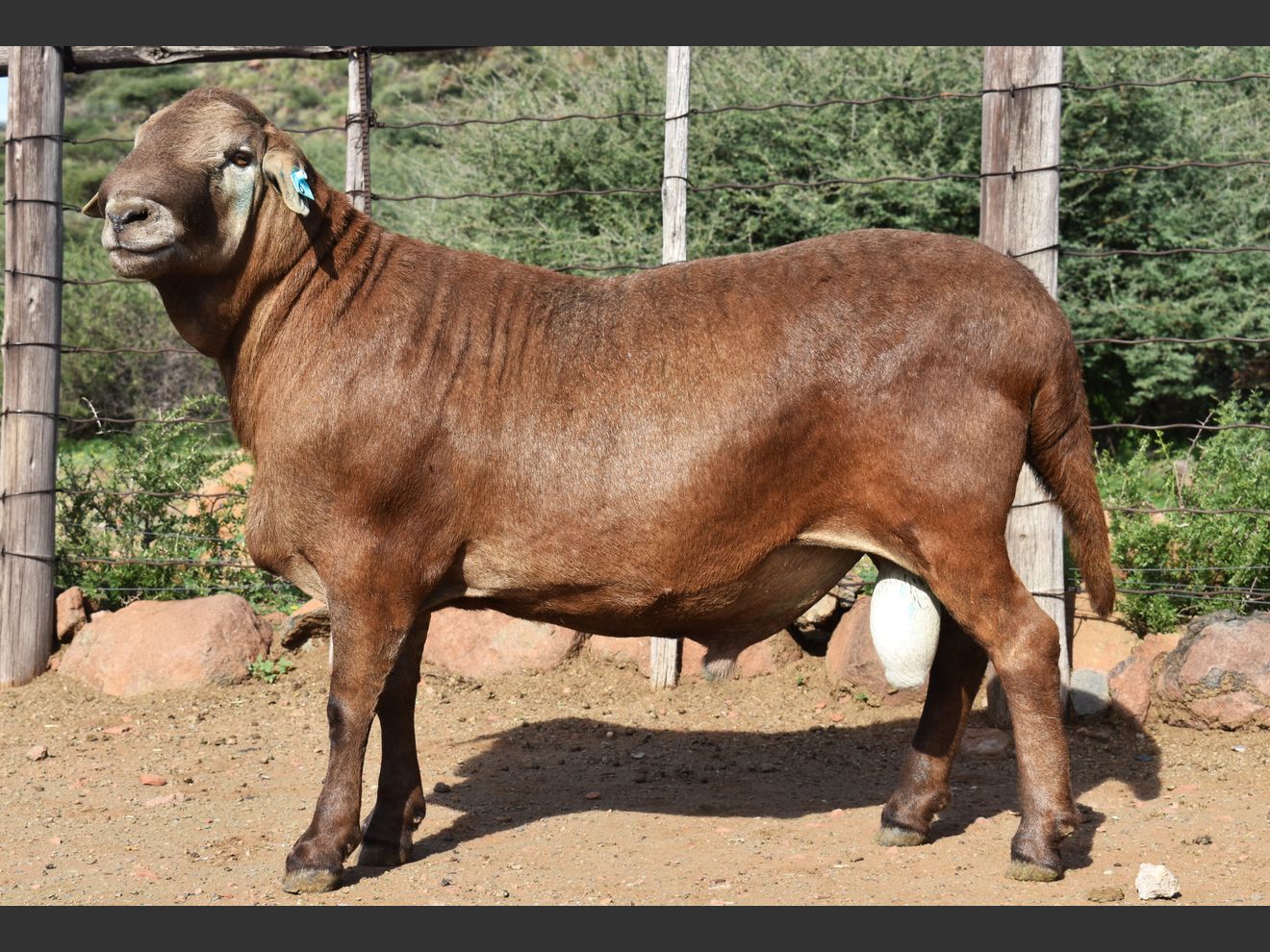 Lot 6 | KALAHARI KAROO MEATMASTER PRODUKSIEVEILING TOP 20 | SwiftVEE ...