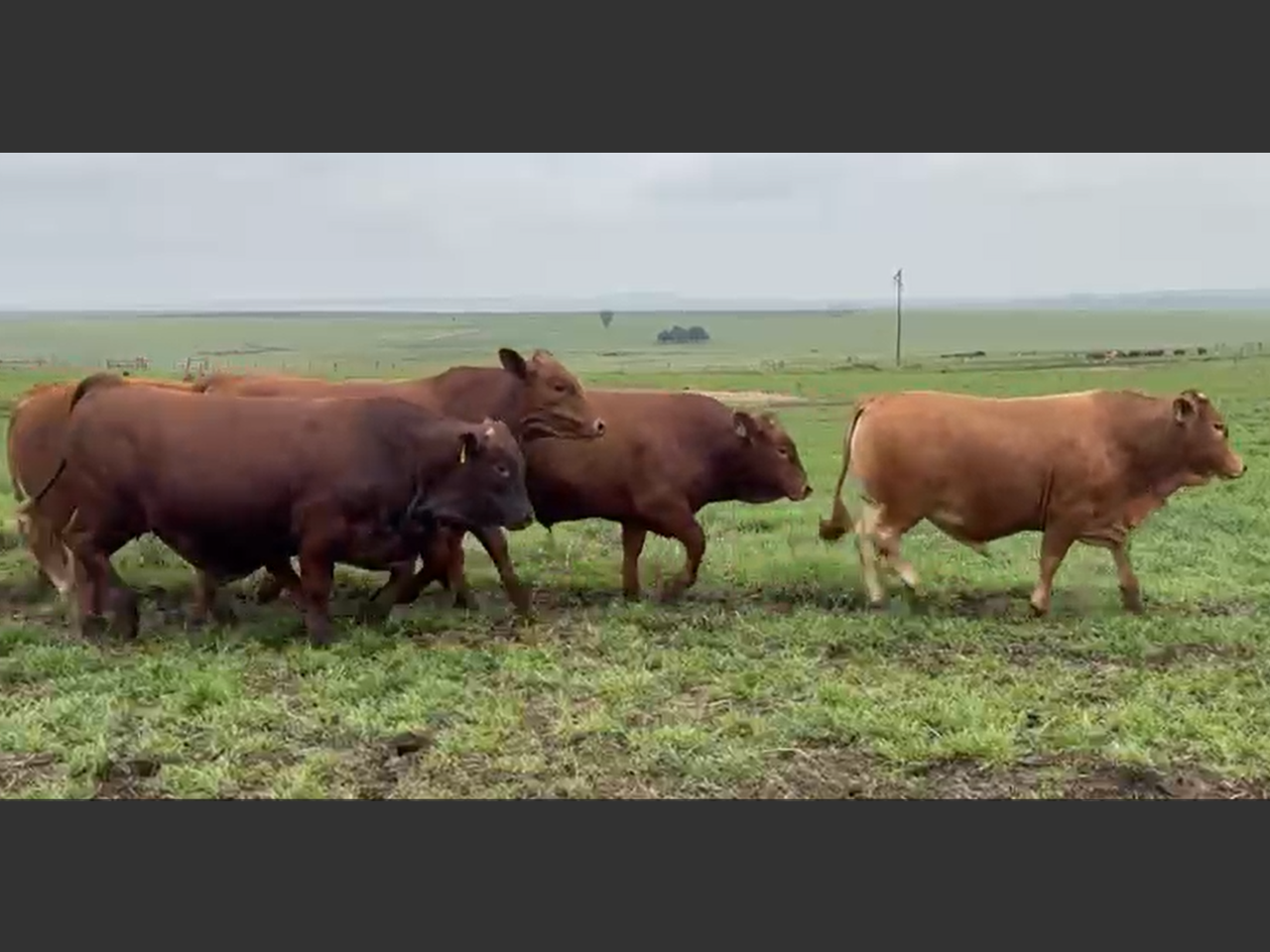 Lot B4A | FRANKFORT VETLAM VEILING | SwiftVEE | South Africa’s Leading ...