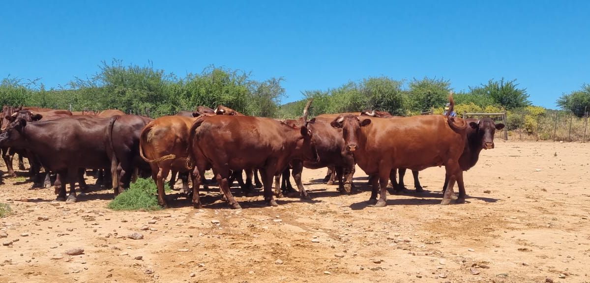 Lot S1 | REUSE SLAGVEE EN PRODUKSIEVEILING VAN SAAG JONKER GROEP ...