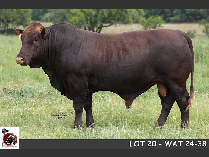 Lot 20 | VAN JAARSVELD & KRUGER GLEN BONSMARAS VEILING | SwiftVEE ...