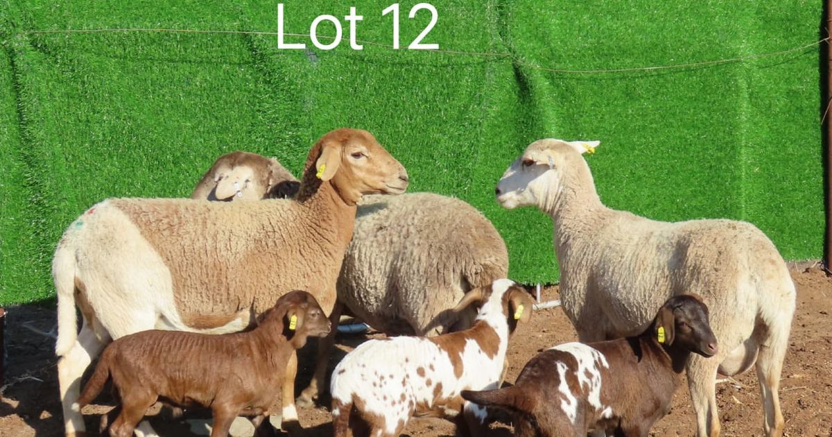 Lot 12C | SENTRAAL KAROO MEATMASTER GROEP JONG OOI VEILING | SwiftVEE ...