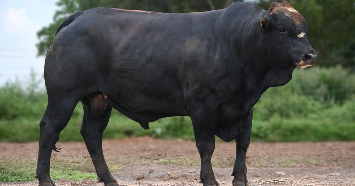 Lot 60 | LEKATU SIMBRA & SIMMENTALER ALGEHELE UITVERKOPING | SwiftVEE ...