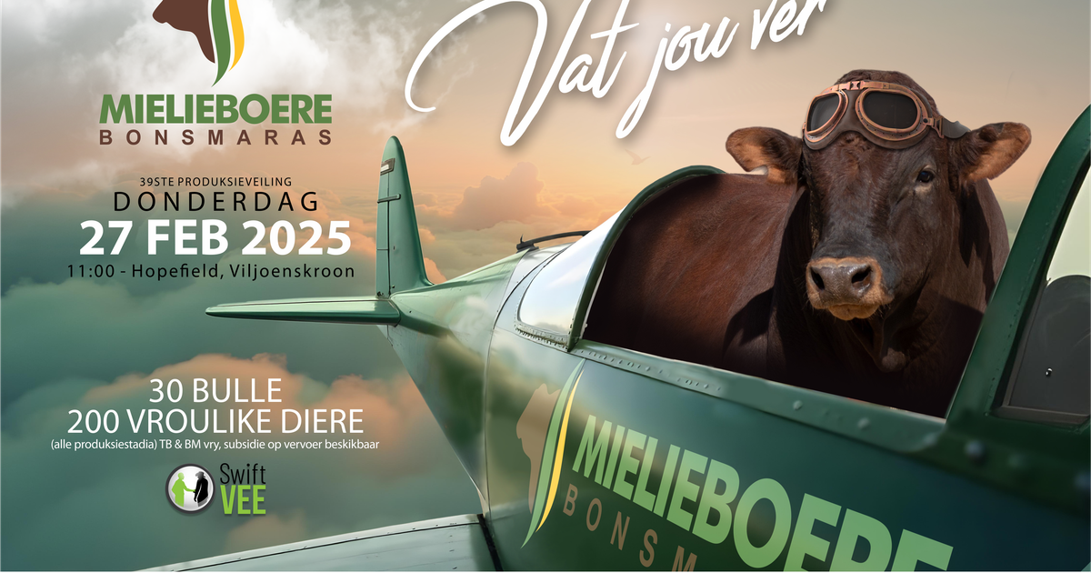 MIELIEBOERE BONSMARAS 39STE PRODUKSIEVEILING | SwiftVEE | South Africa ...