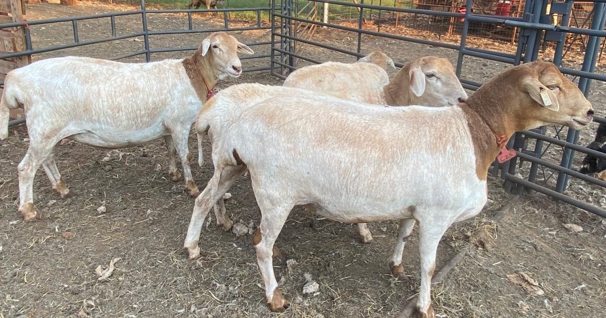 Lot 58 | AUCTION OF PEDI, BOSVELDER AND MEATMASTER TYPES OF SHEEP ...