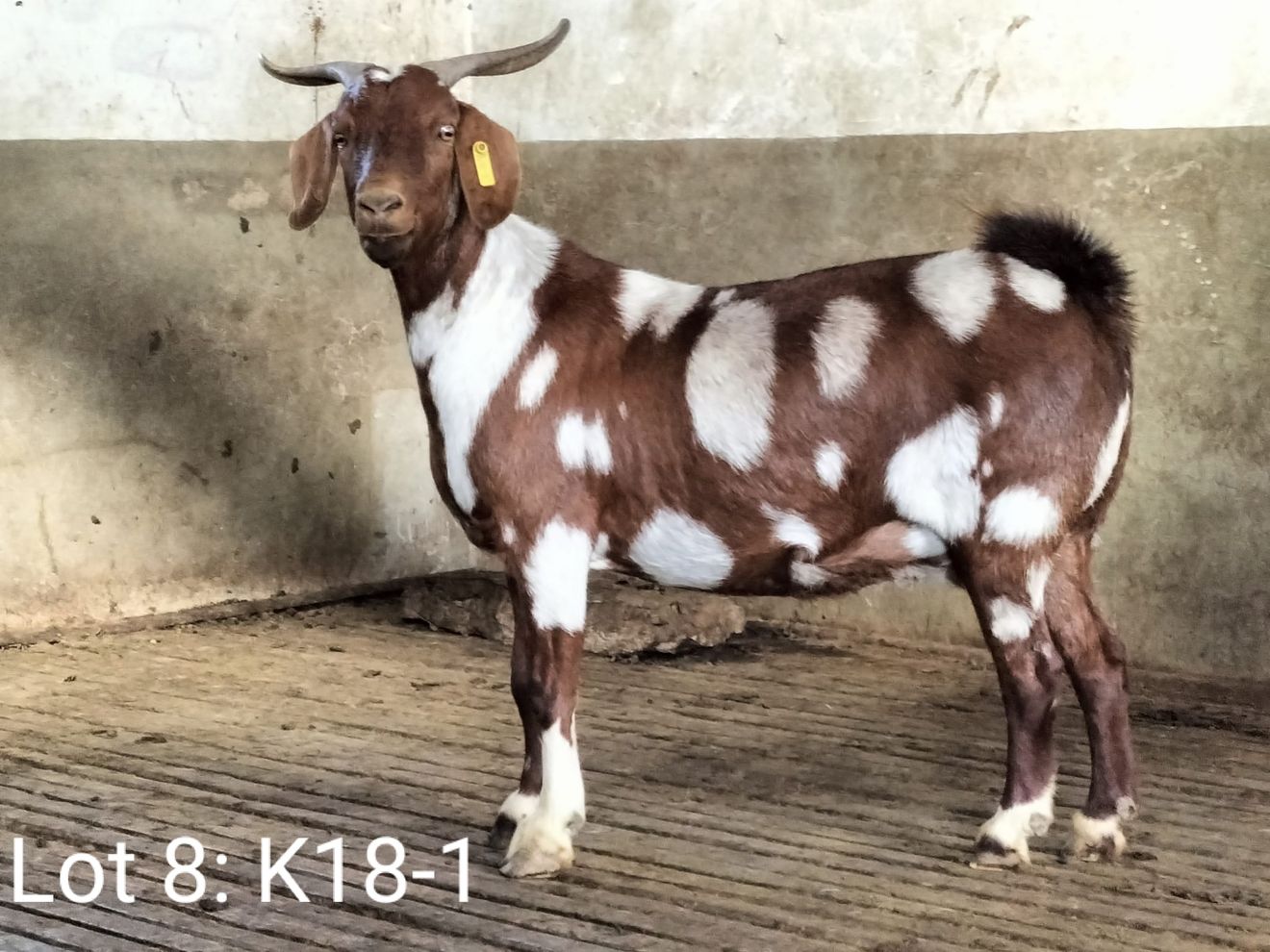 Lot 8C | INDIGENOUS VELD GOATS NATIONAL AUCTION | SwiftVEE | Livestock ...