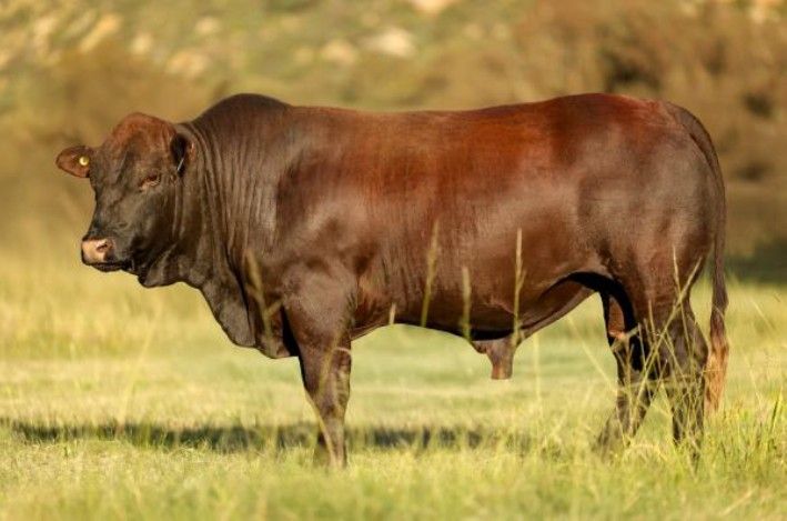 Lot 1 | ALPHA & OMEGA TULI STUD PRODUCTION SALE | SwiftVEE | South ...
