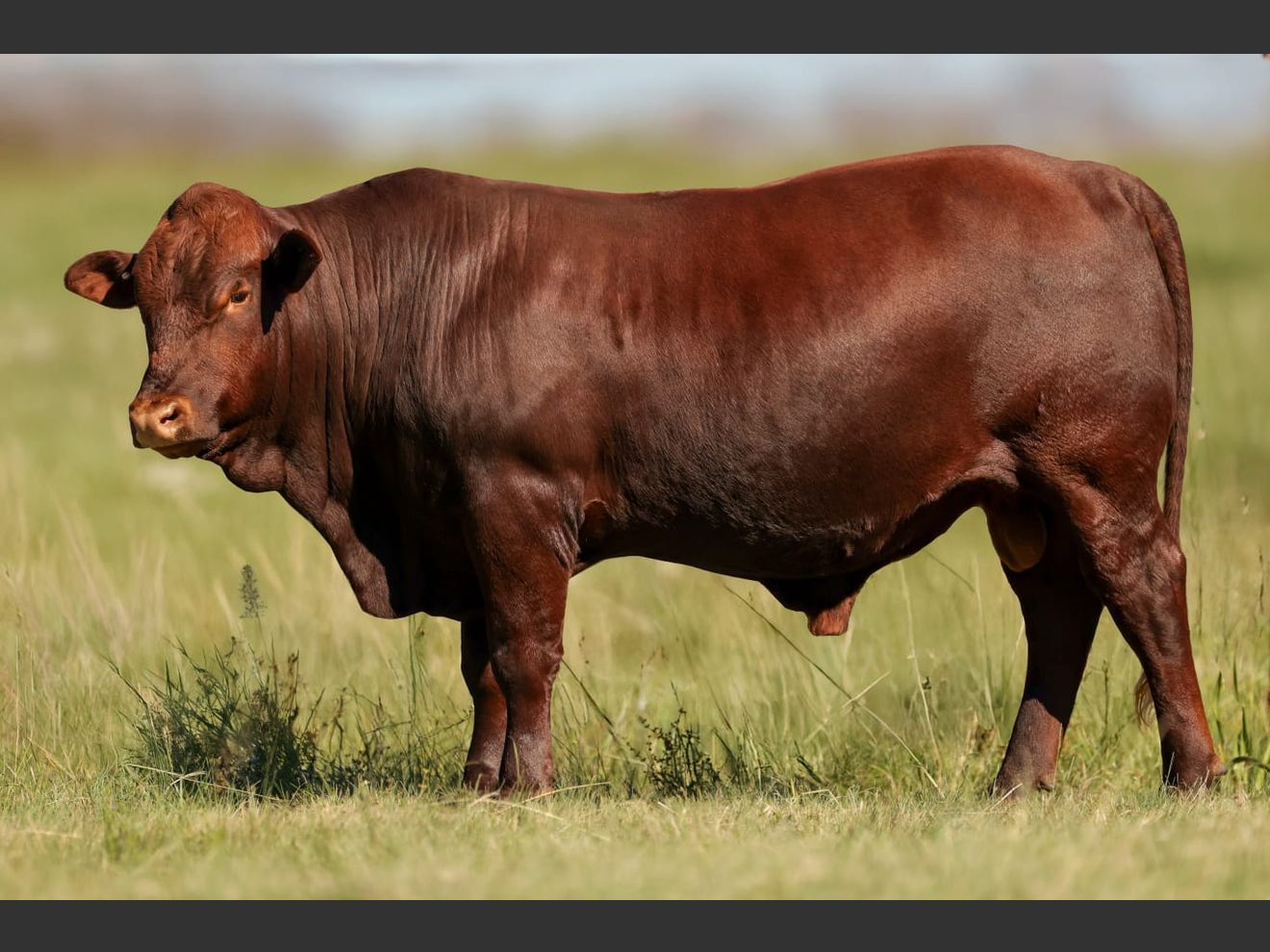 Lot 23 | ALPHA & OMEGA TULI STUD PRODUCTION SALE | SwiftVEE | Livestock ...
