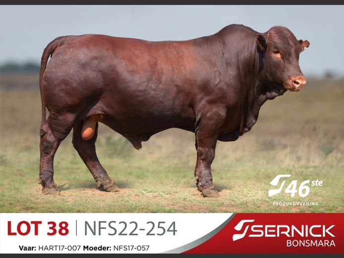 Lot 38 | SERNICK BONSMARA 46STE PRODUKSIEVEILING | SwiftVEE | Livestock ...