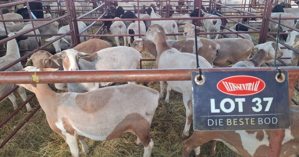 Lot 37 | PEET BOTHMA UITVERKOPING VEILING VAN KLEINVEE | SwiftVEE ...