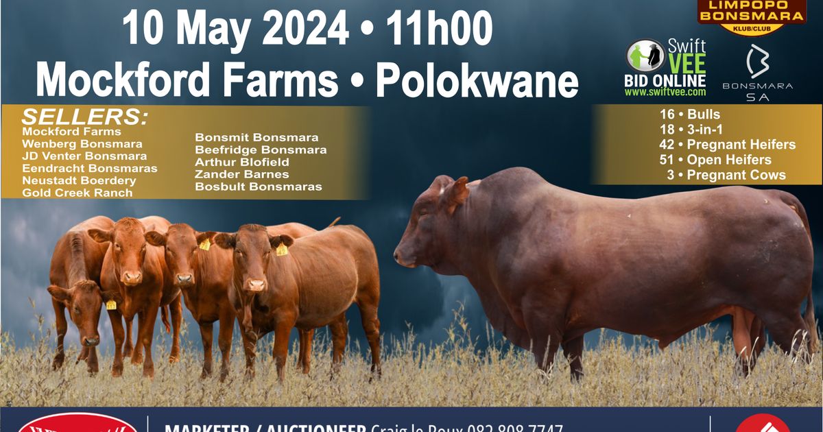LIMPOPO BONSMARA CLUB AUCTION | SwiftVEE | South Africa’s Leading ...