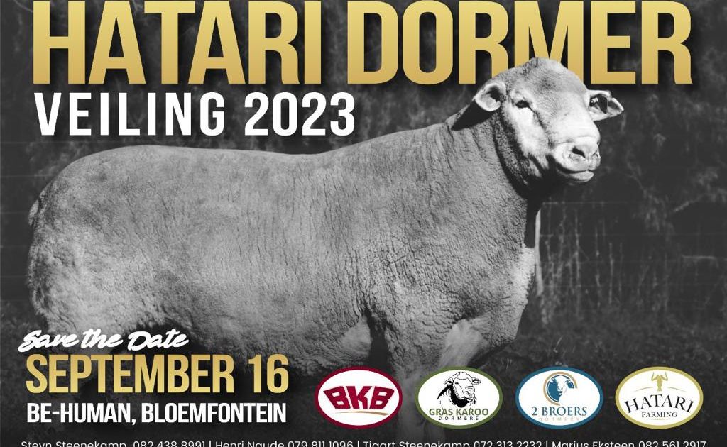 HATARI DORMER VEILING 2023 | SwiftVEE | Livestock & Cattle Webcast Auctions