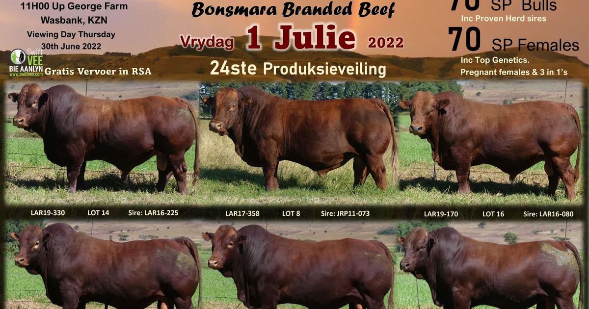 UP GEORGE BONSMARA BRANDED BEEF 24STE PRODUKSIEVEILING | SwiftVEE ...