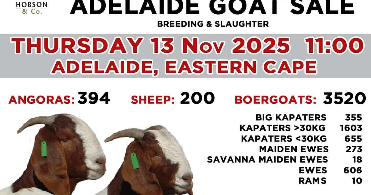 ADELAIDE GOAT SALE | SwiftVEE | South Africa’s Leading Online Livestock ...