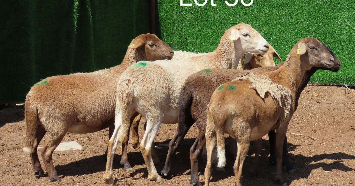 Lot 30 | SENTRAAL KAROO MEATMASTER GROEP JONG OOI VEILING | SwiftVEE ...