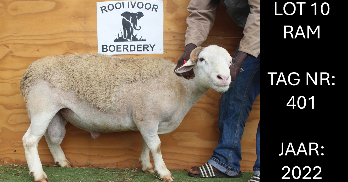 Lot 10 | 2DE ROOI IVOOR VEEBOERDERY PRODUKSIEVEILING | SwiftVEE | South ...