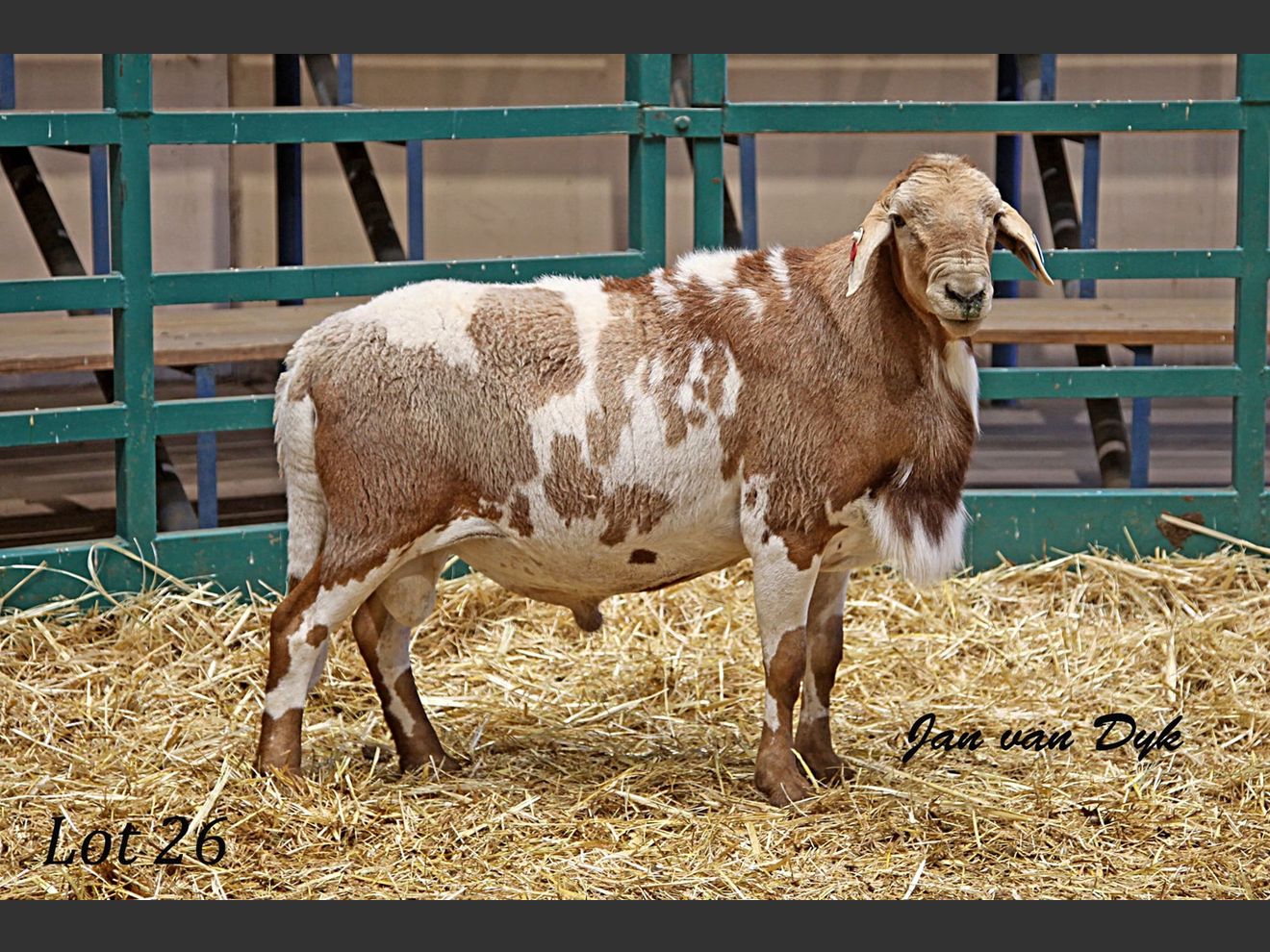 Lot 26 | ARNOLD KLEIN TOTAL SALE AND PRODUCTION AUCTION | SwiftVEE | Livestock & Cattle Webcast ...