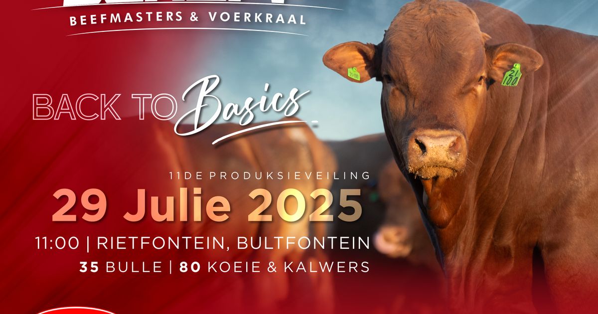 SCHYFF BEEFMASTERS 11DE PRODUKSIEVEILING | SwiftVEE | South Africa’s ...