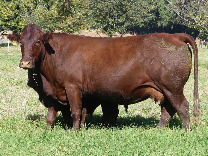 Lot 99 | UP GEORGE BONSMARAS 26TH PRODUCTION SALE | SwiftVEE ...