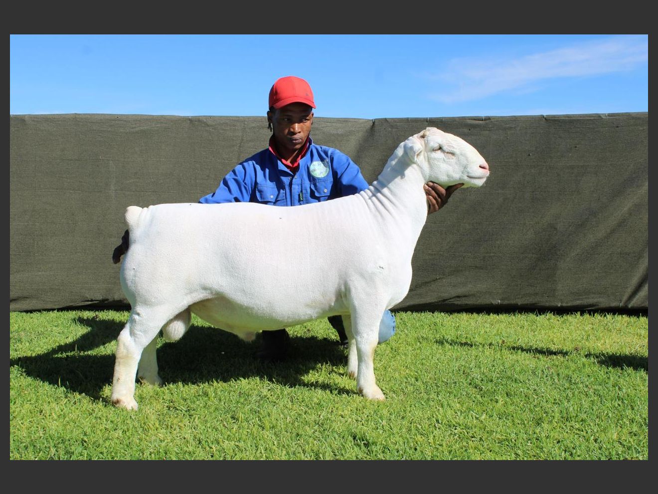 Lot 8 | ATKA 9DE KIMBERLEY DORPER VEILING | SwiftVEE | Livestock ...
