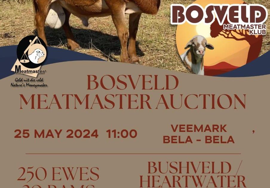BOSVELD MEATMASTER KLUB VEILING | SwiftVEE | South Africa’s Leading ...