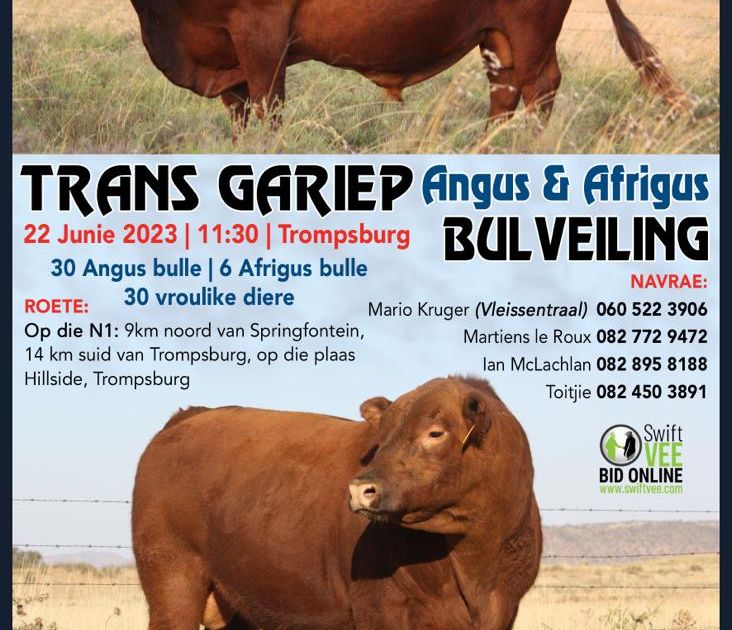 TRANS GARIEP ANGUS EN AFRIGUS BULVEILING | SwiftVEE | South Africa’s ...