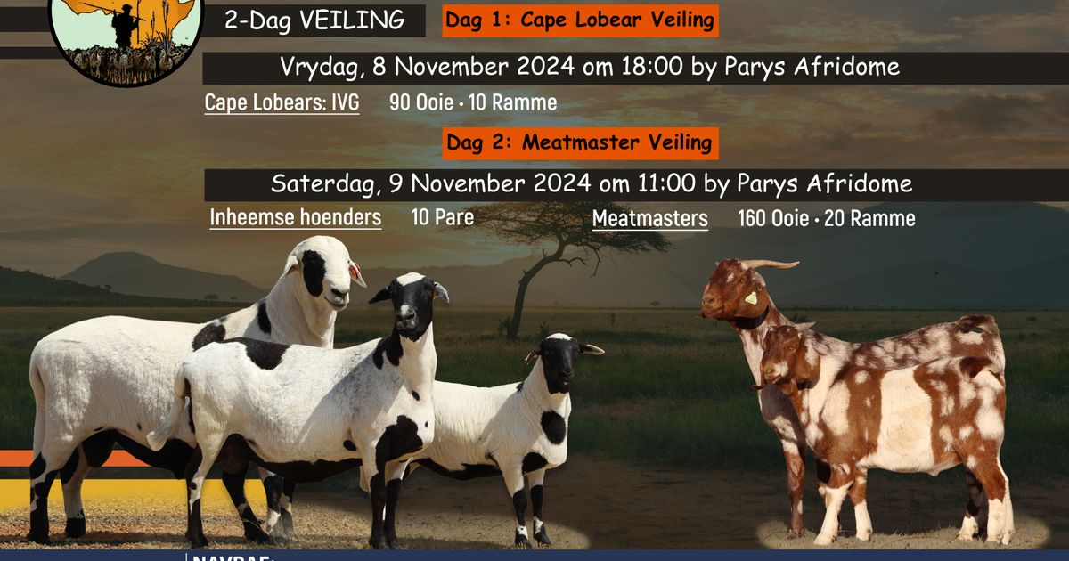 AFRICAN GEM CAPE LOBEAR PRODUKSIEVEILING | SwiftVEE | Livestock ...