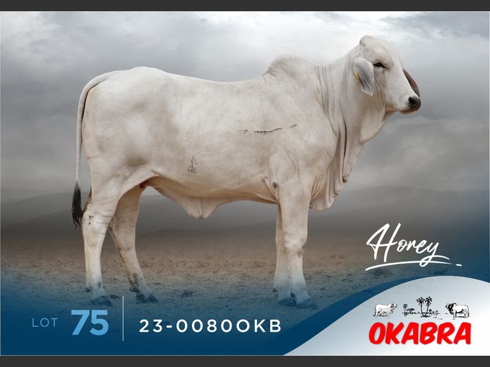 Lot 75 | OKABRA SIGNATURE SALE | SwiftVEE | Livestock & Cattle Webcast ...