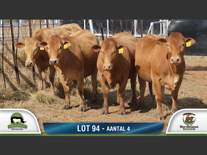 Lot 94 | RHENOSTERVALLEI & BEEF ON GRASS BEEFMASTERS 11DE ...