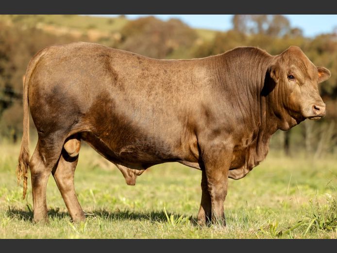 Lot 22 | ALPHA & OMEGA TULI STUD PRODUCTION SALE | SwiftVEE | South ...