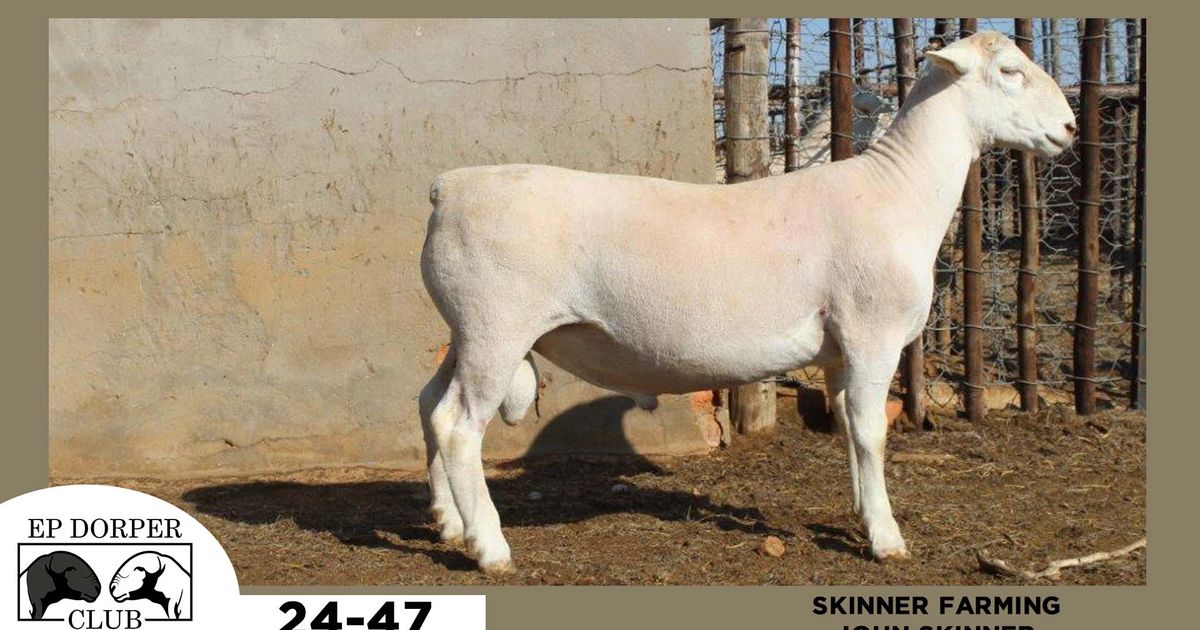 Lot DR37 | DOORNPOORT GENETICS BOERGOATS & EP DORPER CLUB RAM & EWE ...