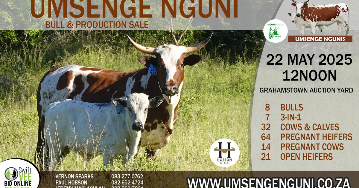UMSENGE NGUNI'S 25TH BULL & PRODUCTION SALE | SwiftVEE | Livestock ...