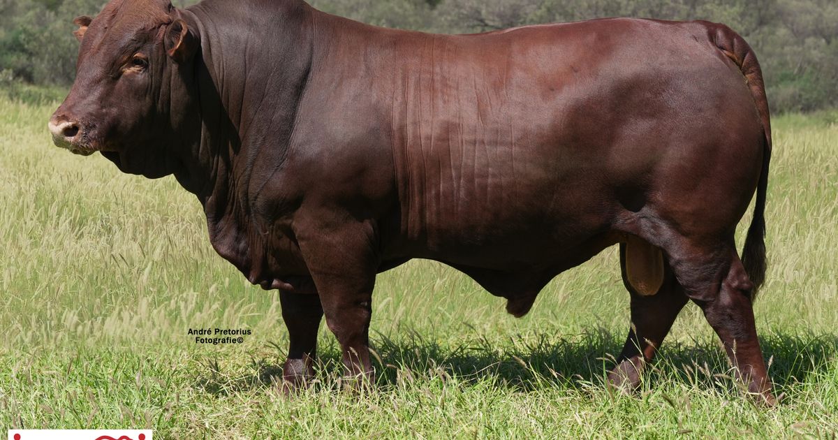 Lot 31 | LHB & KRUGER BONSMARAS AANLYN STUDIO VEILING | SwiftVEE ...