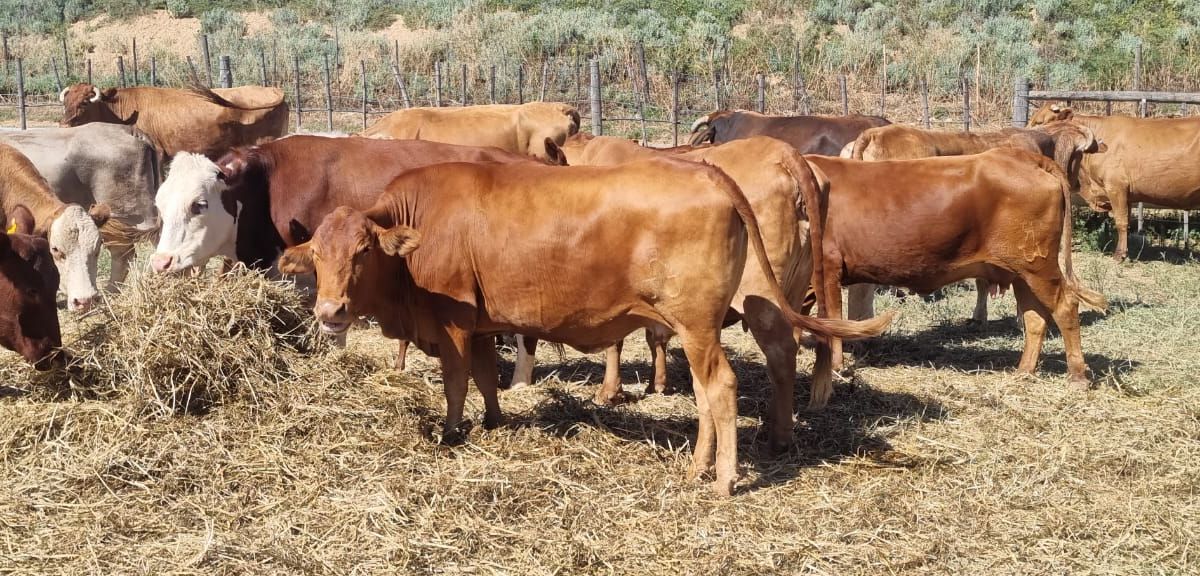 Lot P1 | REUSE SLAGVEE EN PRODUKSIEVEILING VAN SAAG JONKER GROEP ...