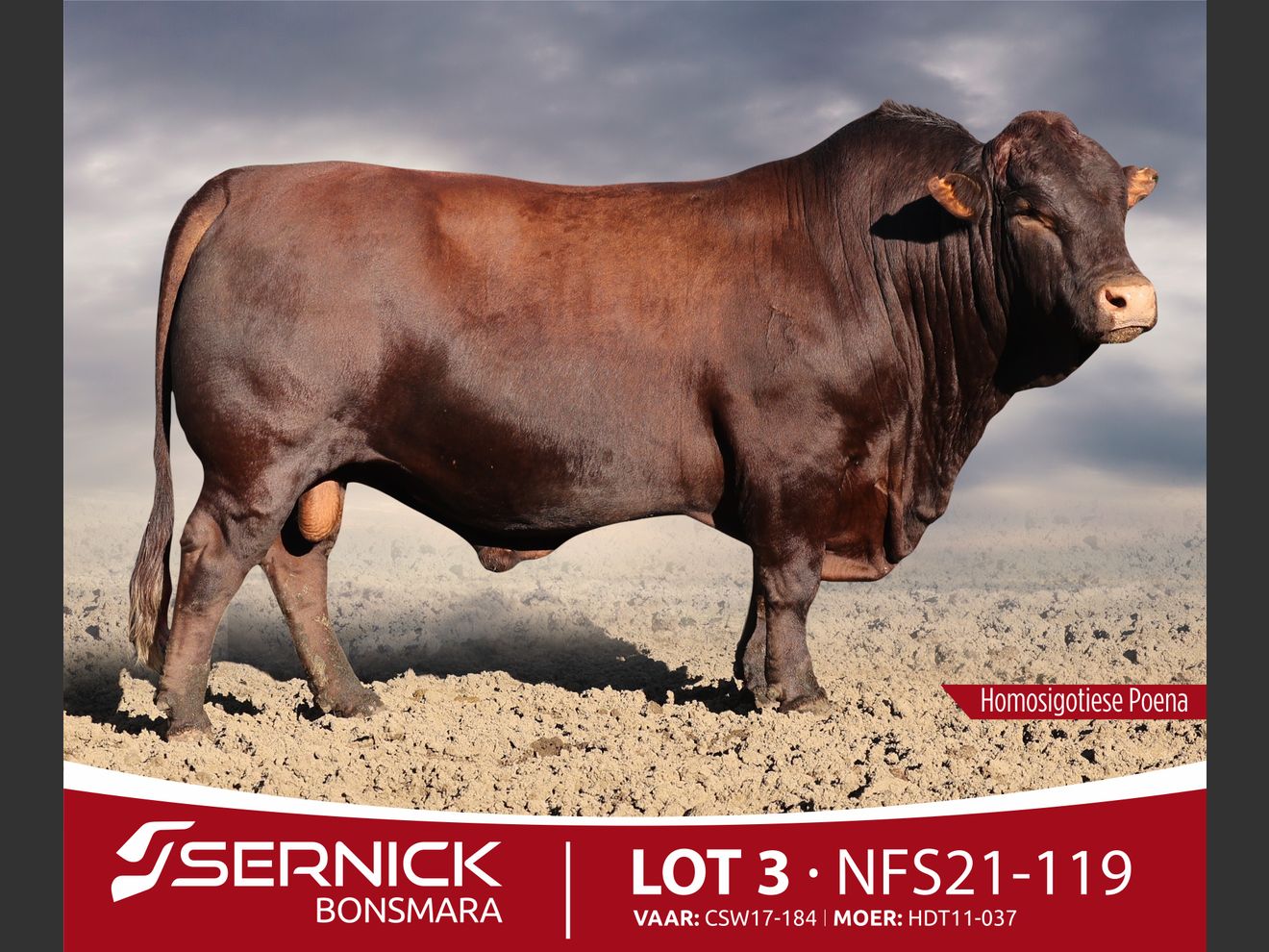 Lot 3 | SERNICK BONSMARA 47STE PRODUKSIEVEILING | SwiftVEE | Livestock ...