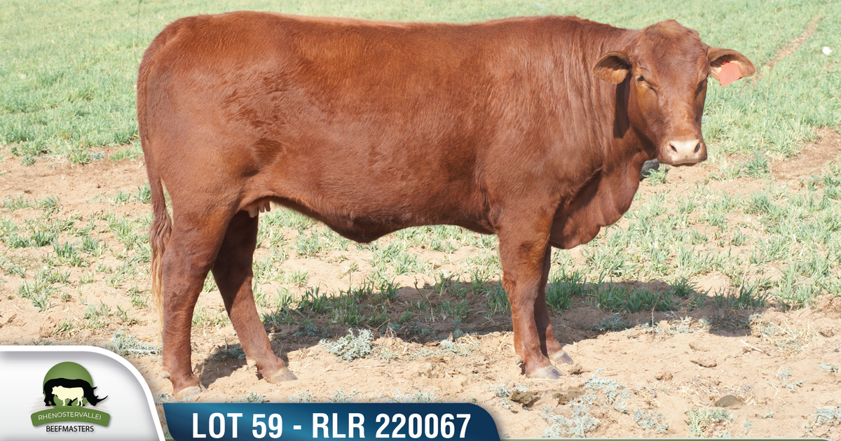 Lot 59 | RHENOSTERVALLEI & BEEF ON GRASS BEEFMASTERS 11DE ...