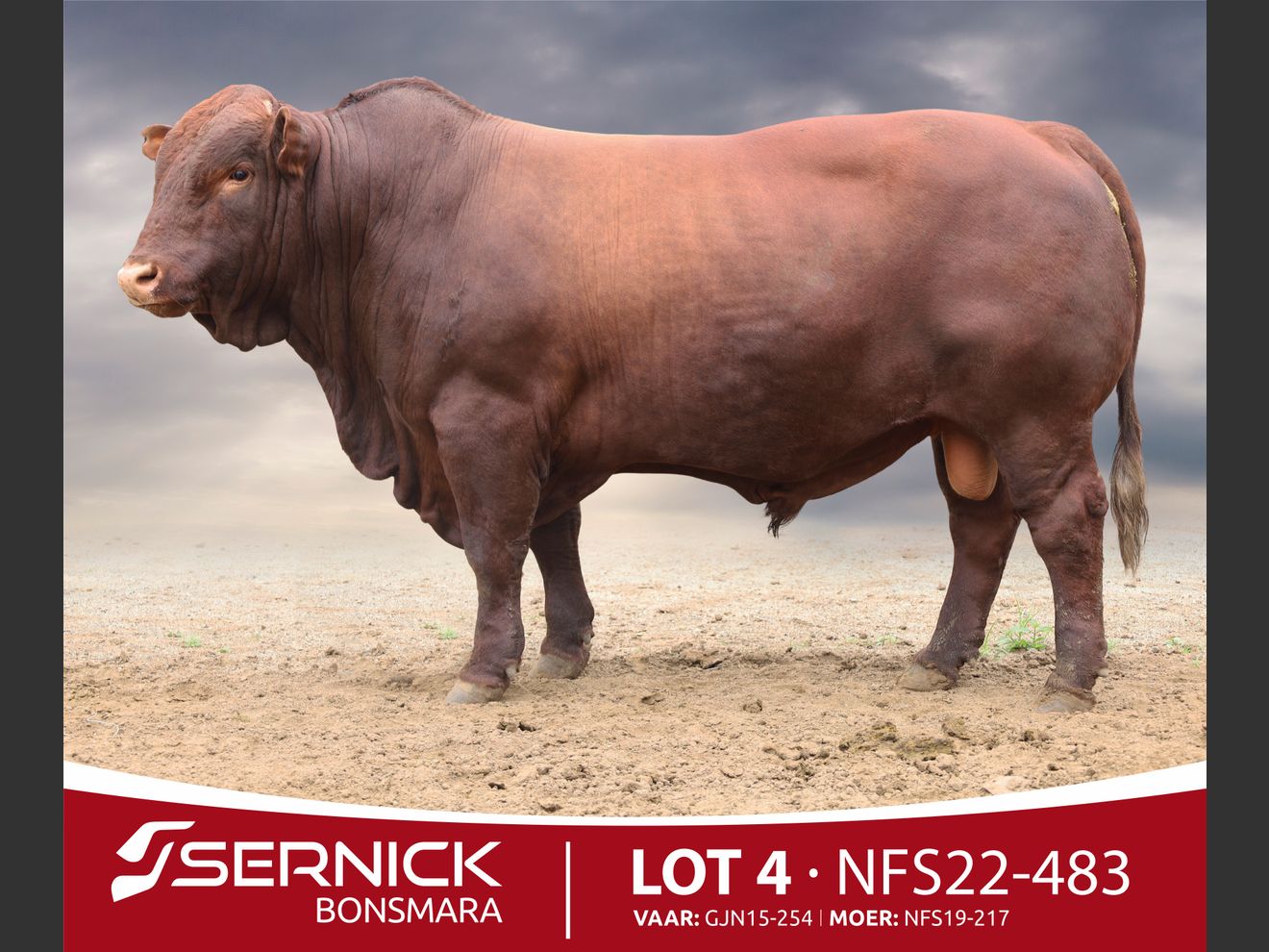 Lot 4 | SERNICK BONSMARA 47STE PRODUKSIEVEILING | SwiftVEE | Livestock ...