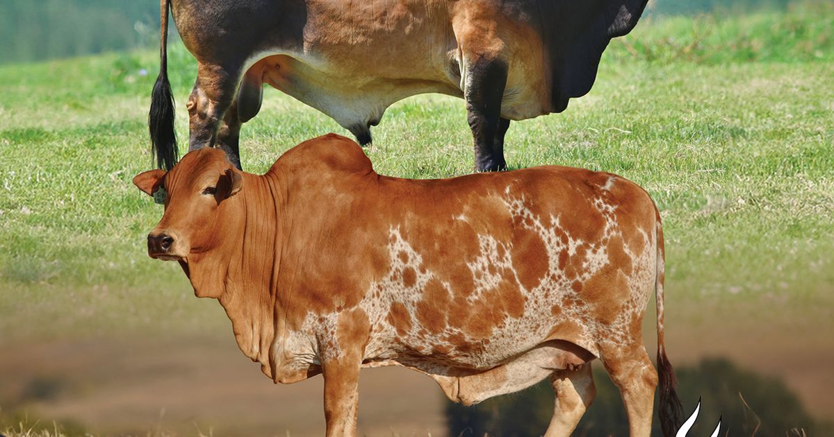 Lot 1A | NTABA NYONI 7TH ANNUAL PRODUCTION SALE | SwiftVEE | Livestock ...