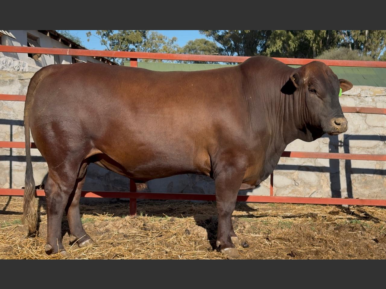 Lot 6 | GO WEST TULI 14DE VEILING | SwiftVEE | South Africa’s Leading ...