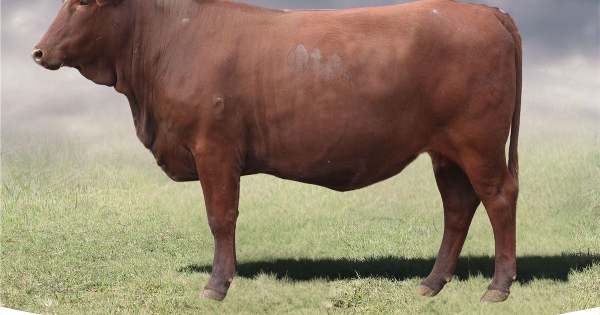Lot 60B | SERNICK BONSMARA 47STE PRODUKSIEVEILING | SwiftVEE | South ...