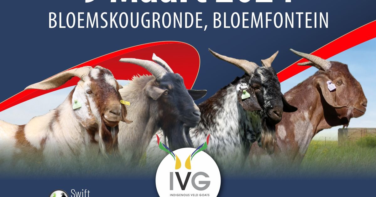 IVG NATIONAL AUCTION | SwiftVEE | Livestock & Cattle Webcast Auctions
