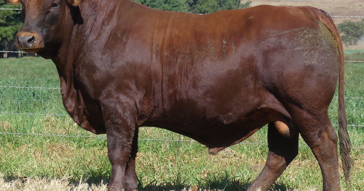 Lot 52 | UP GEORGE BONSMARAS 26TH PRODUCTION SALE | SwiftVEE ...