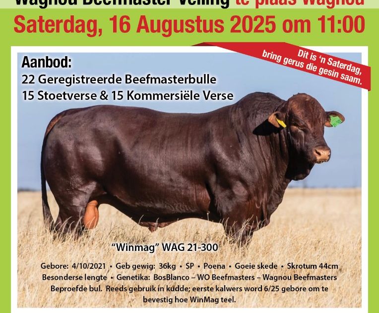 WAGNOU BEEFMASTER STUD AUCTION | SwiftVEE | Livestock & Cattle Webcast Auctions