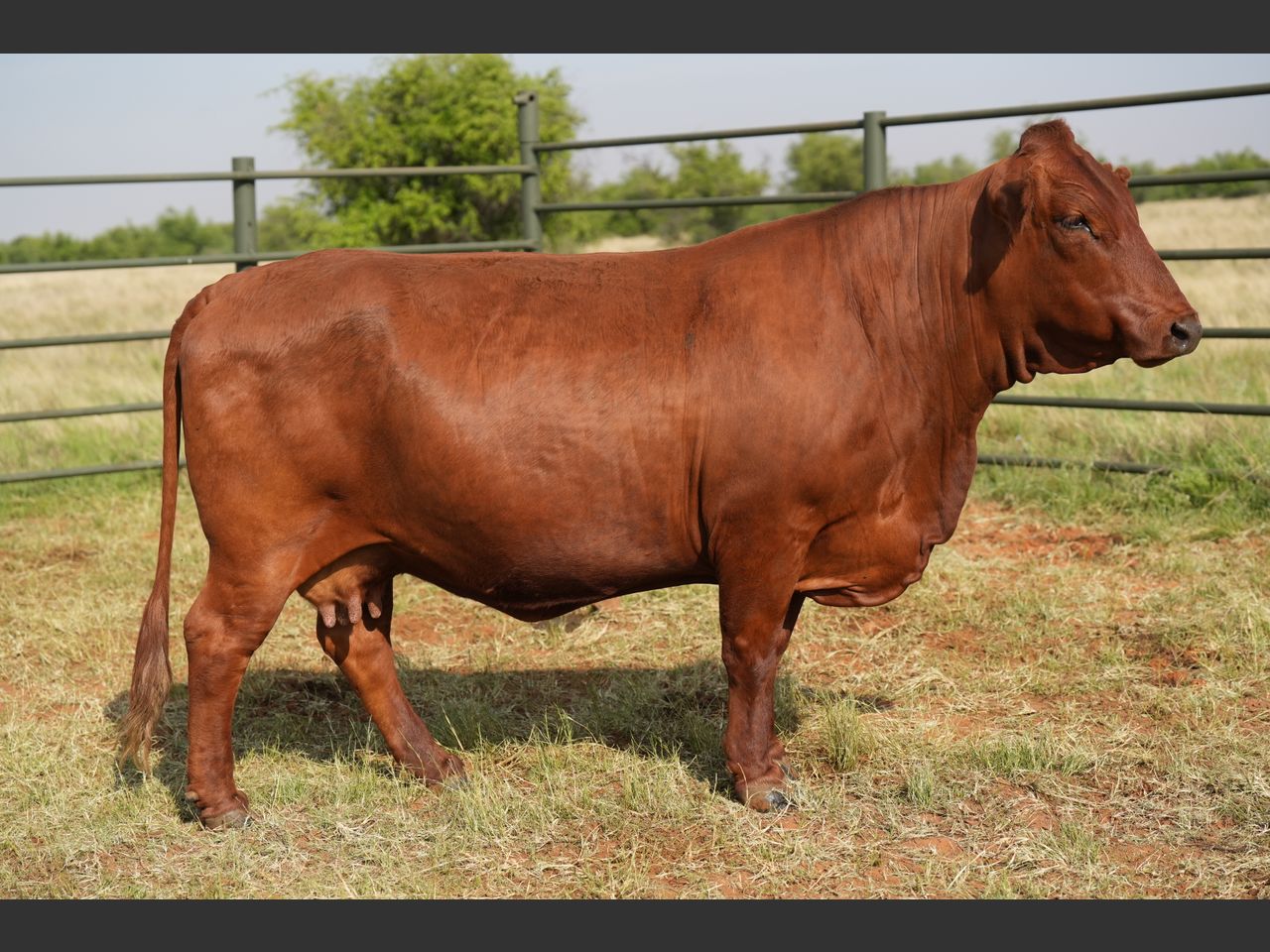 Lot 30D | THUSO BONSMARAS TOTALE UITVERKOPING | SwiftVEE | Livestock ...