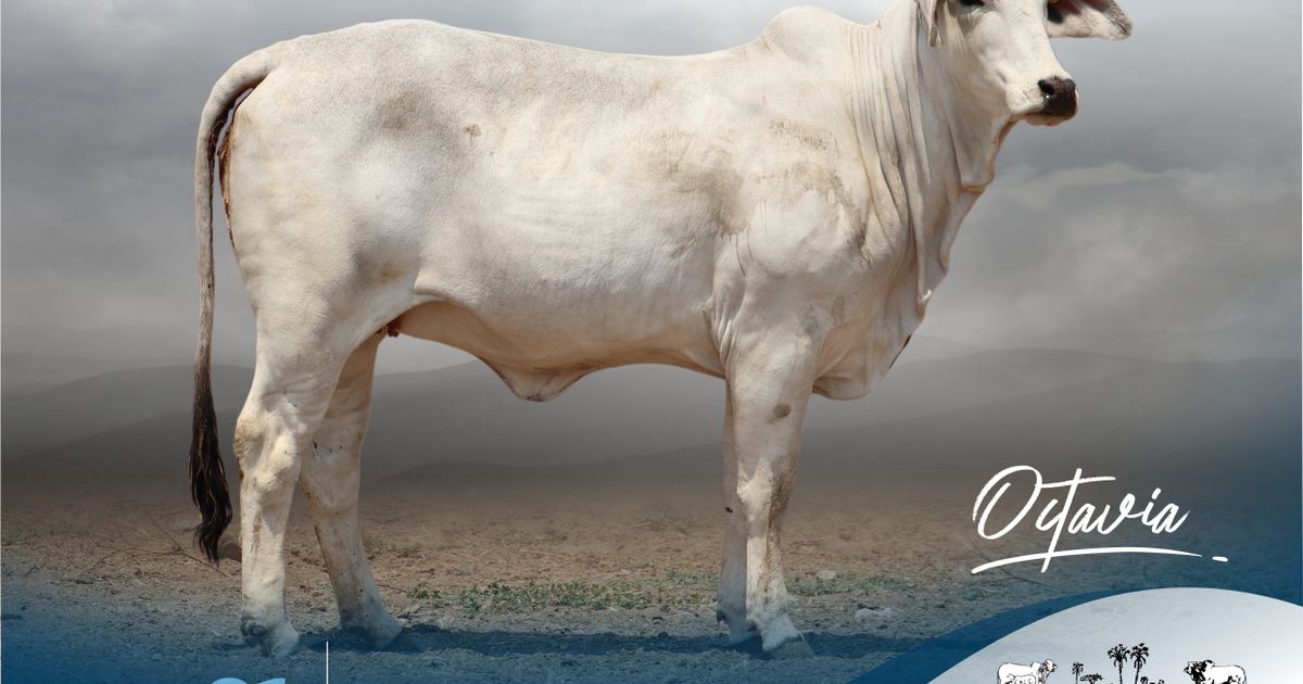 Lot 81 | OKABRA SIGNATURE SALE | SwiftVEE | Livestock & Cattle Webcast ...