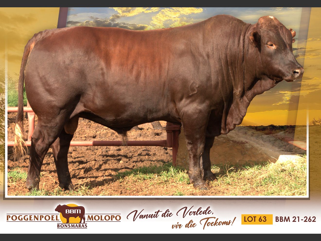 Lot 63 | POGGENPOEL MOLOPO BONSMARAS 20STE PRODUKSIEVEILING | SwiftVEE ...