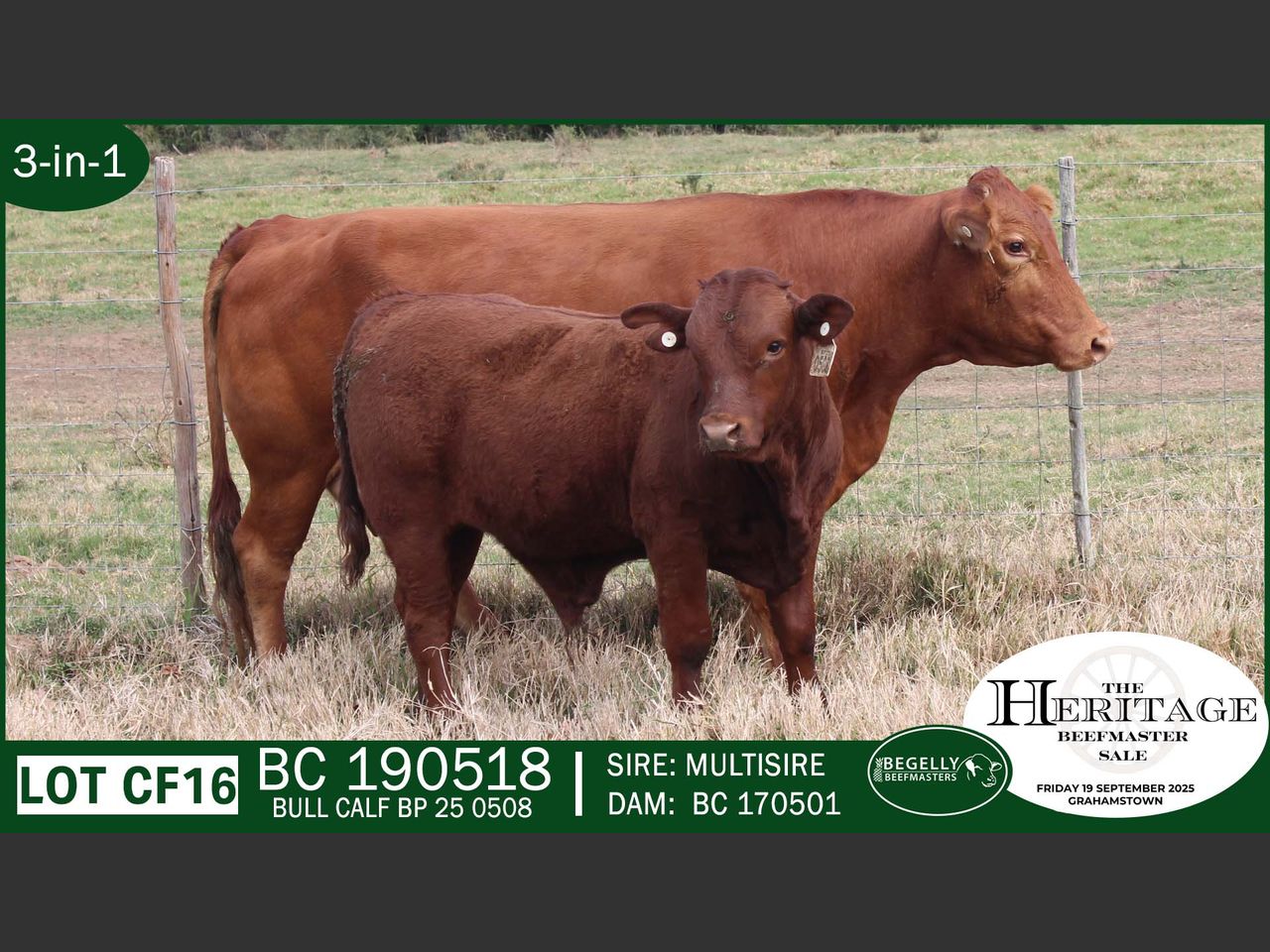 Lot CF16 | THE HERITAGE BEEFMASTER SALE | SwiftVEE | South Africa’s ...