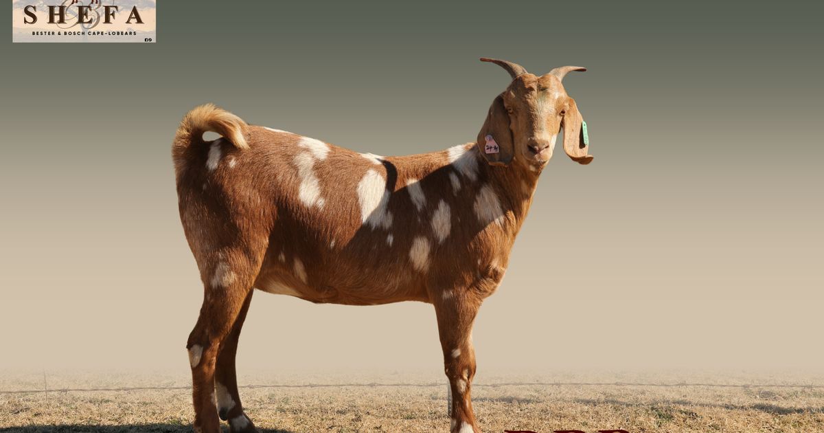 Lot 1B | IVG HERITAGE AUCTION | SwiftVEE | Livestock & Cattle Webcast ...