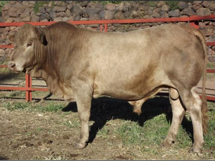 Lot 6 | ALPHA & OMEGA TULI STUD PRODUCTION SALE | SwiftVEE | South ...