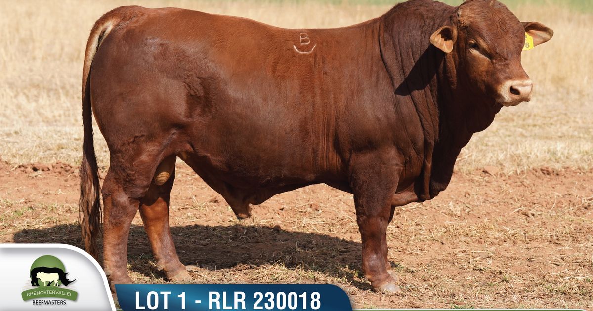 Lot 1 | RHENOSTERVALLEI & BEEF ON GRASS BEEFMASTERS 11DE ...
