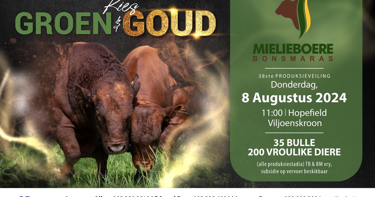 MIELIEBOERE BONSMARAS 38STE PRODUKSIEVEILING | SwiftVEE | South Africa ...